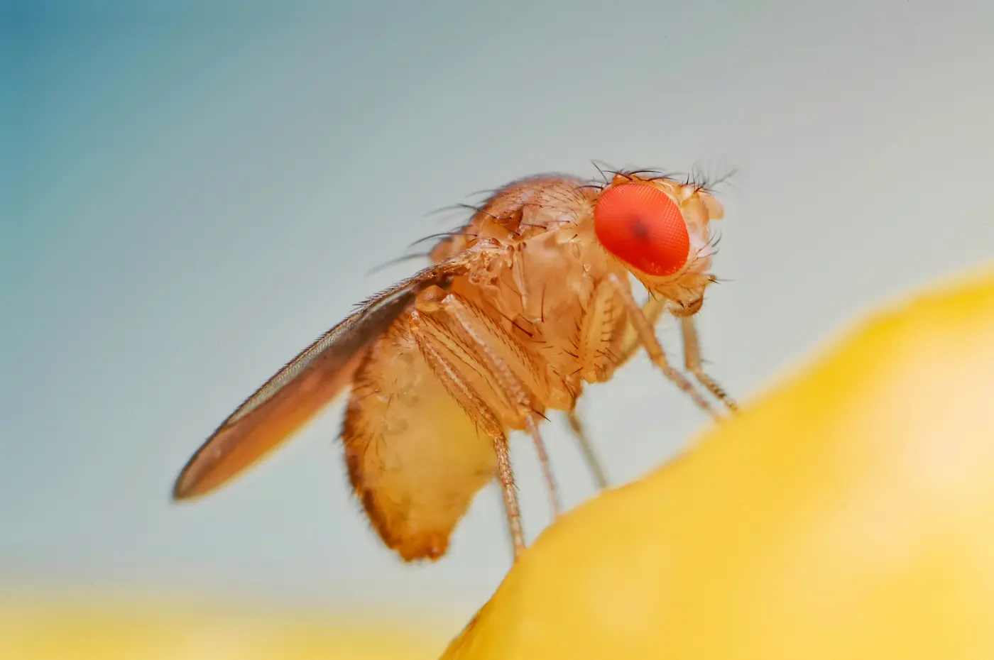 Jak se zbavit mušek v bytě - Inspiri.cz